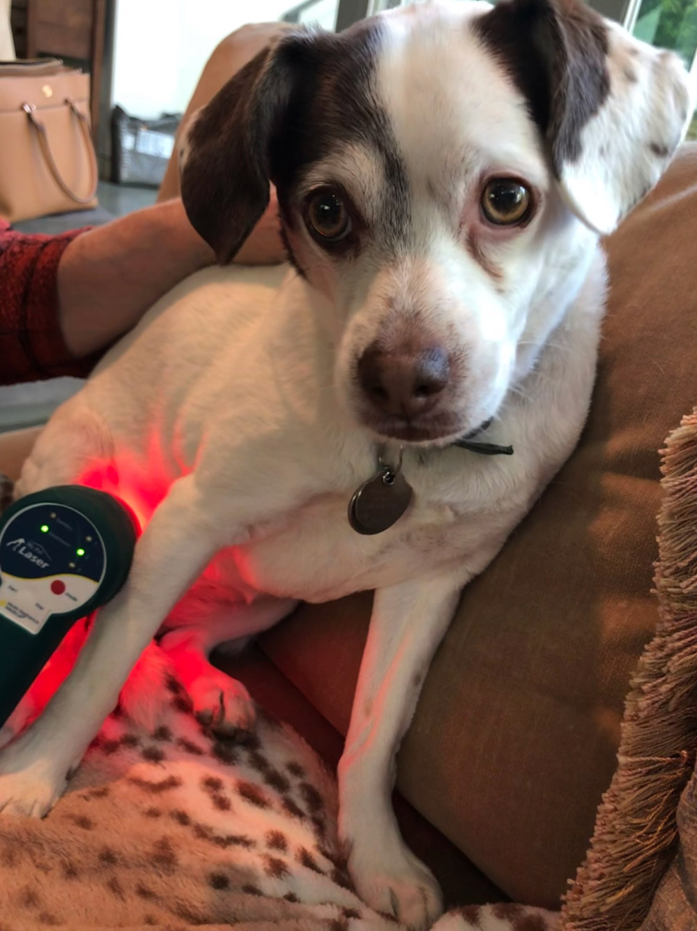 Cold Laser & Light Therapy in Culver City, CA | Marigold Veterinary